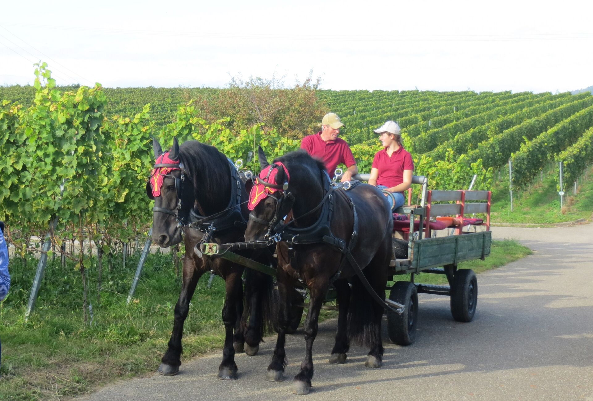 Planwagenfahrten Pferde Preise – FFVB